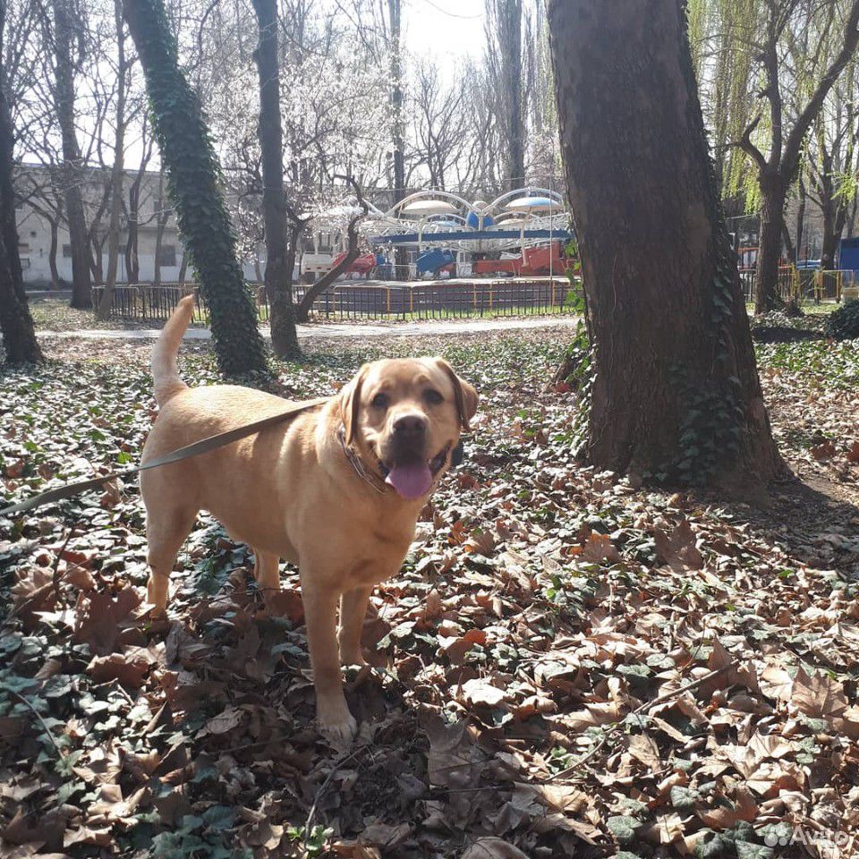 Джентельмен ищет даму сердца