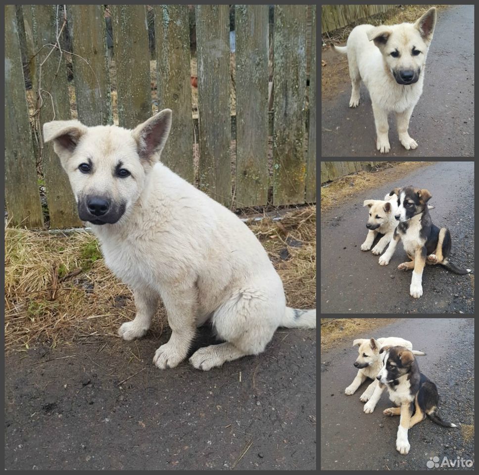 Щенок (мальчик, 2.5 месяца) в дар, в добрые руки