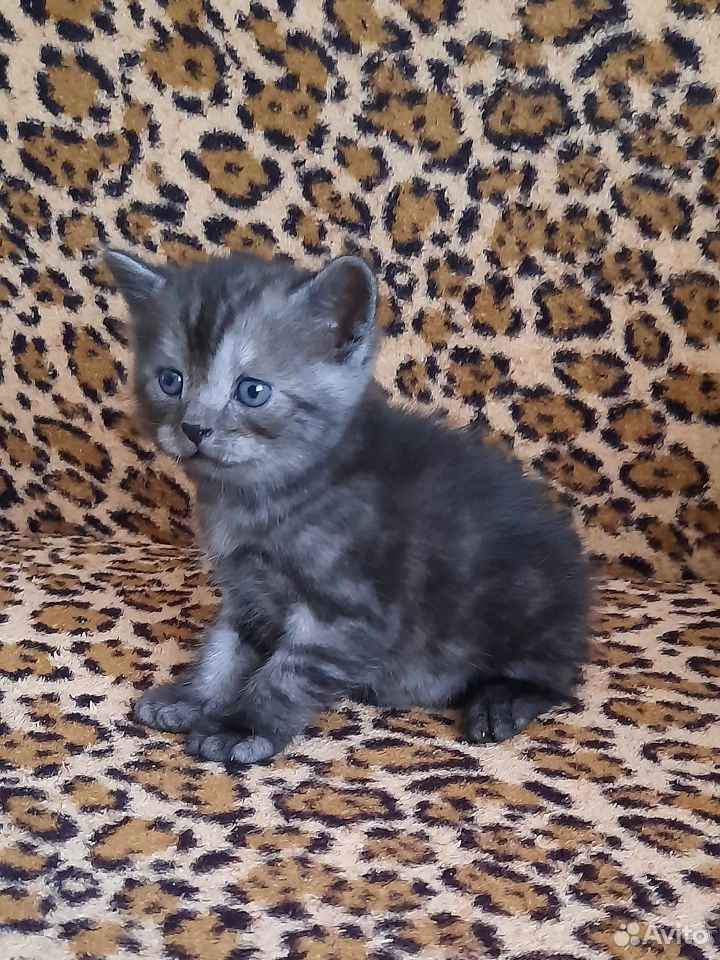 Шотландские котята