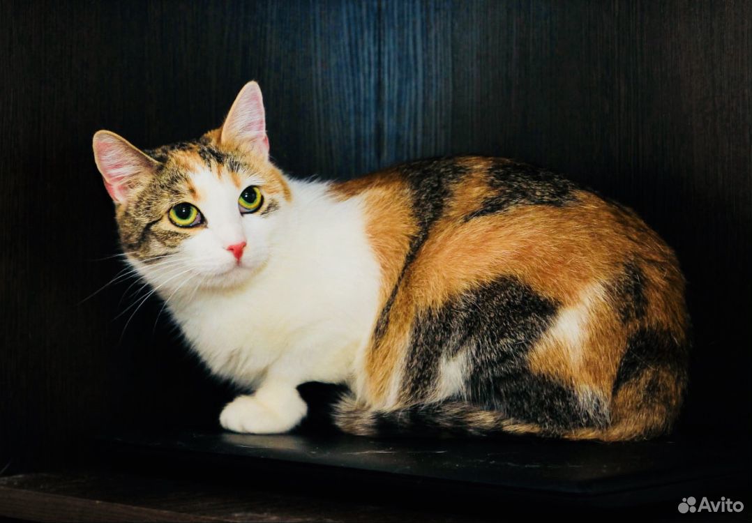 Спасённая из больницы Кася ищет маму и папу