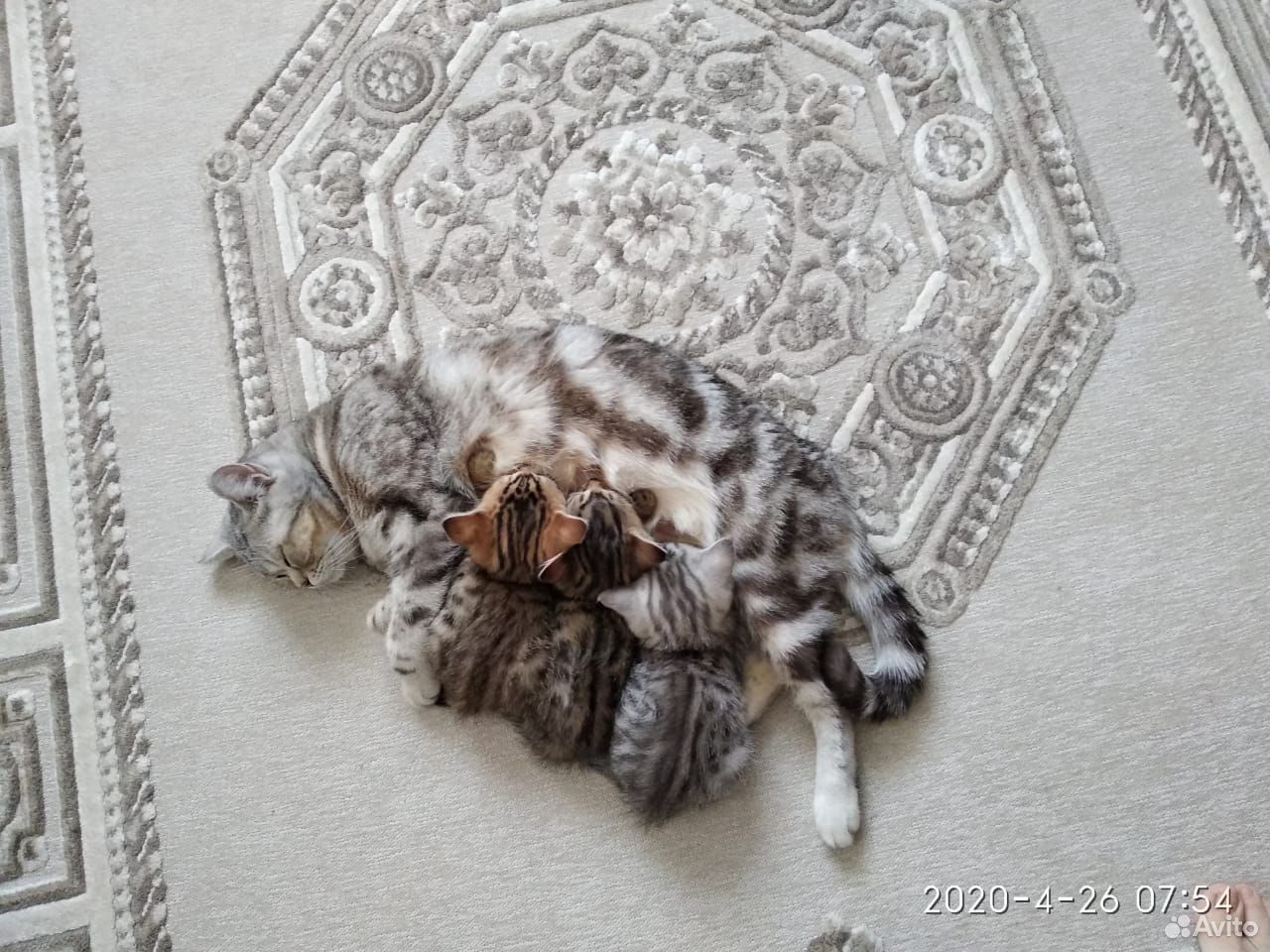 Красивые котята от породистой кошки