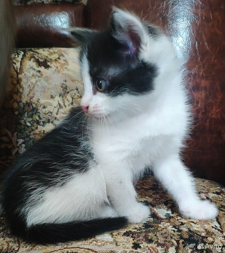 Котёнок 1,5 мес