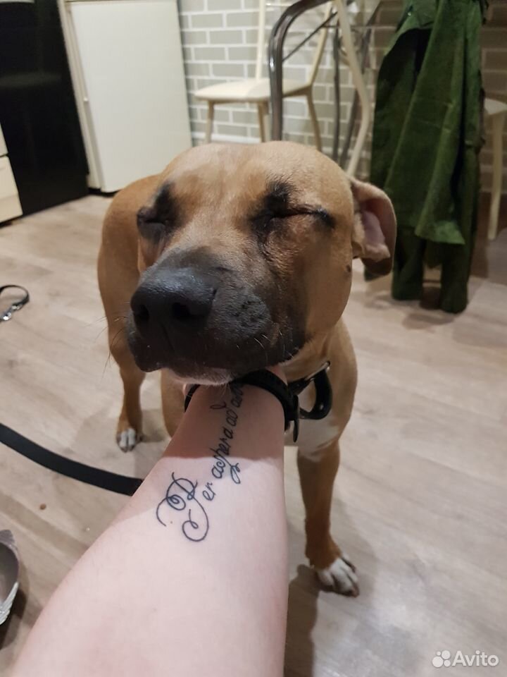 Найдена собака