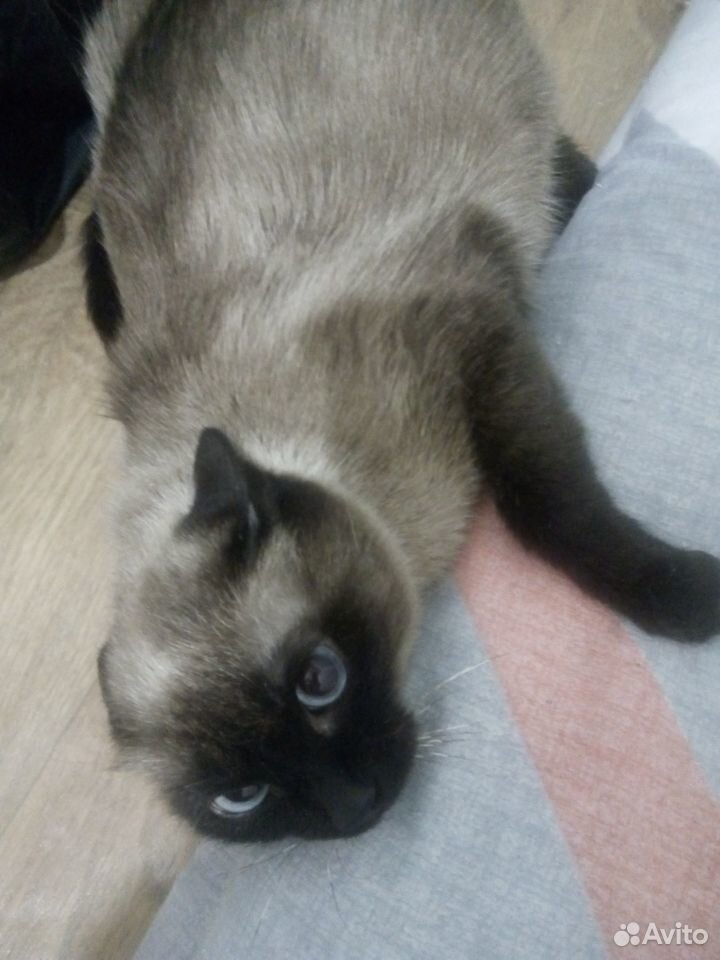 Сиамка добрым людям