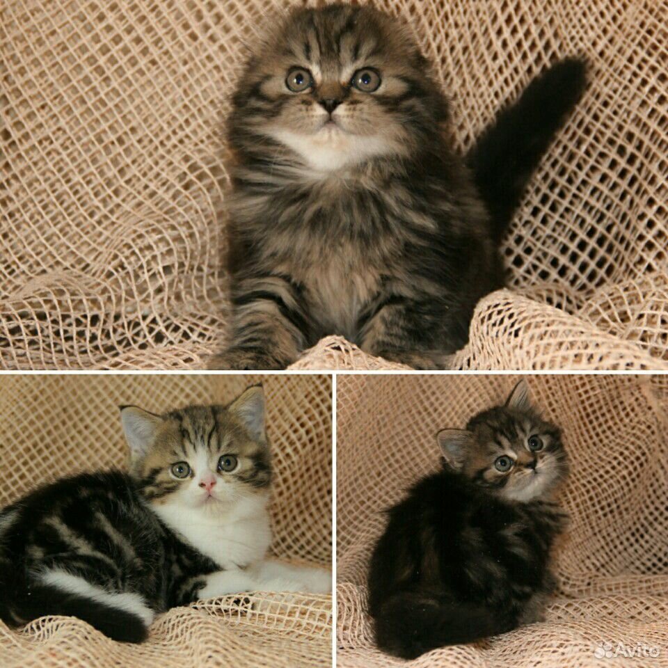 Очаровательные шотландские котята