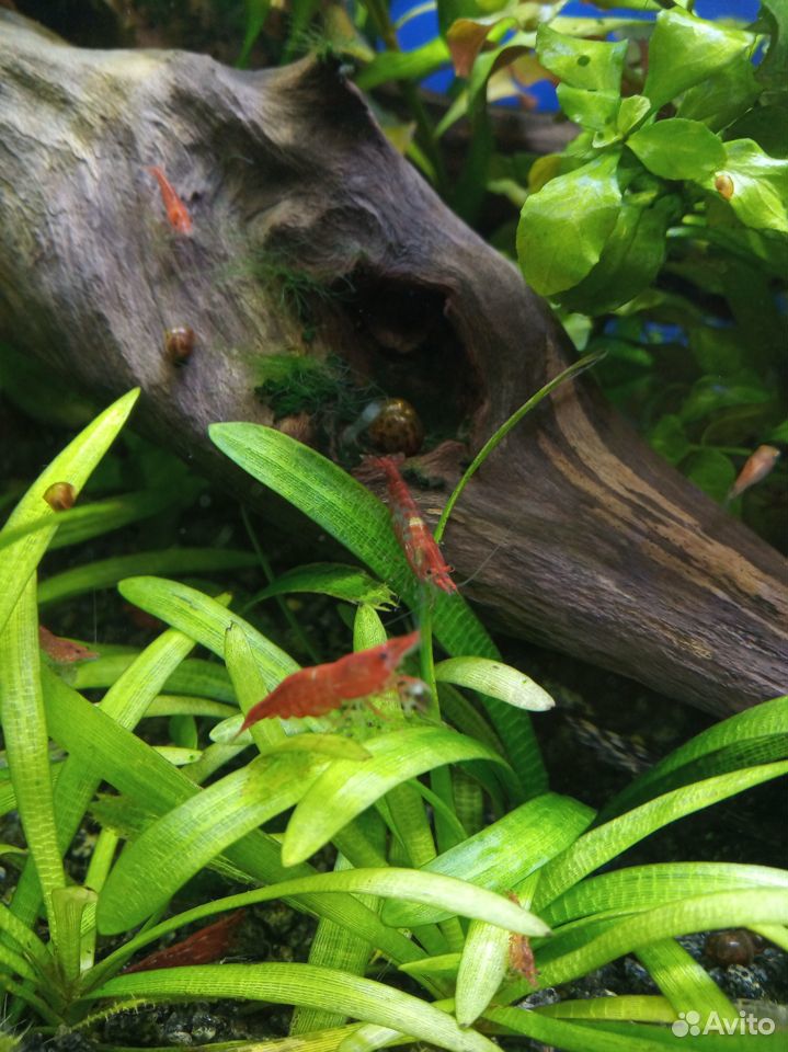 Креветки, анциструс