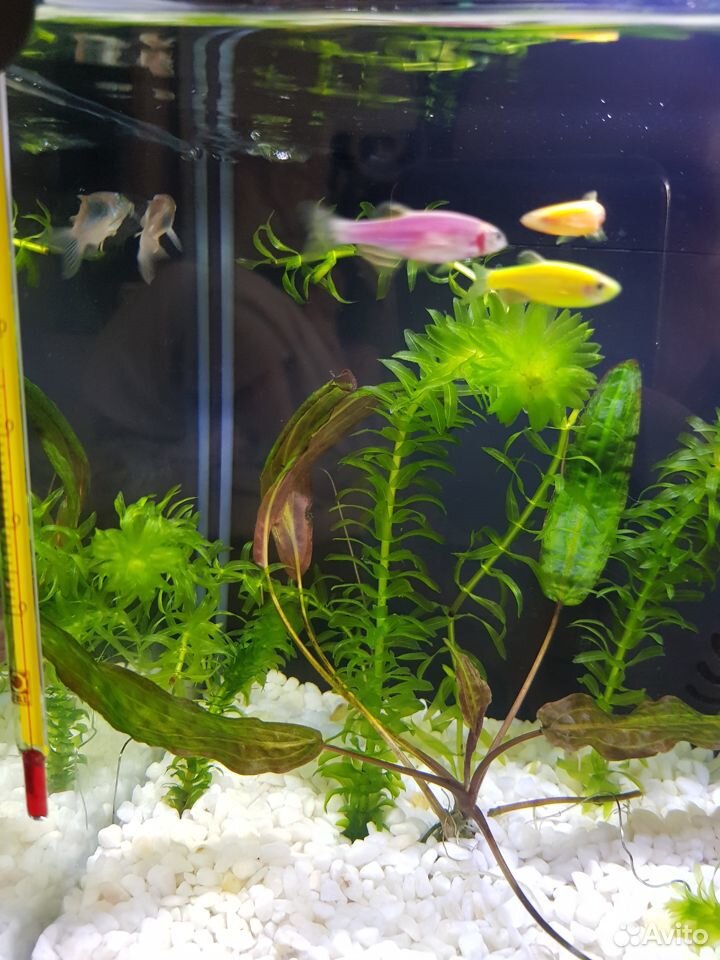 Отдам-обменяю рыбок трех данио и сомика коридораса