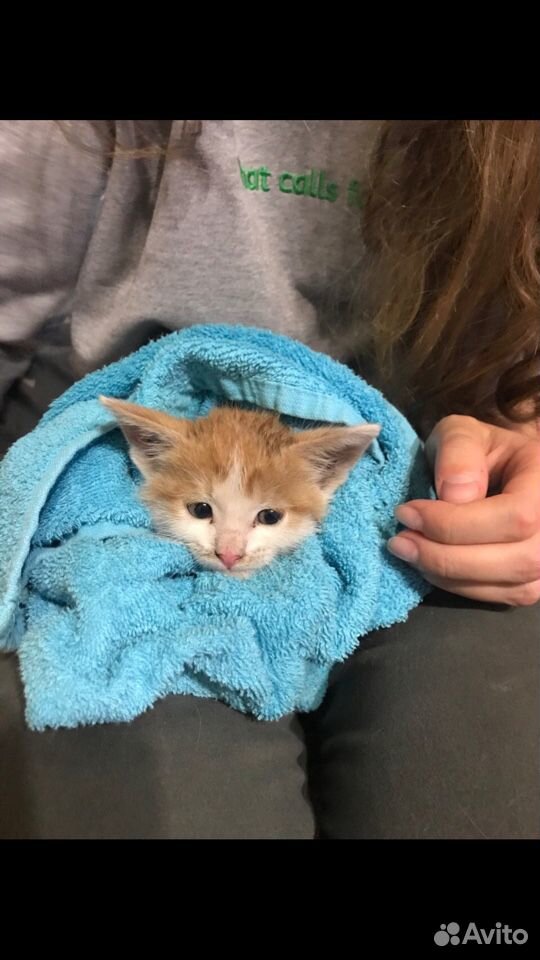 Котёнок с приданным