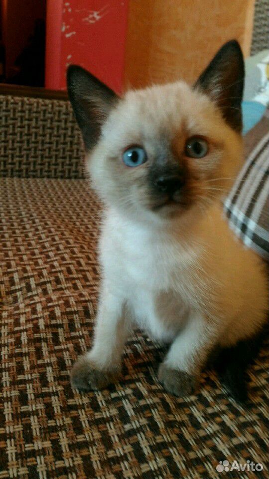 Котята тайской породы