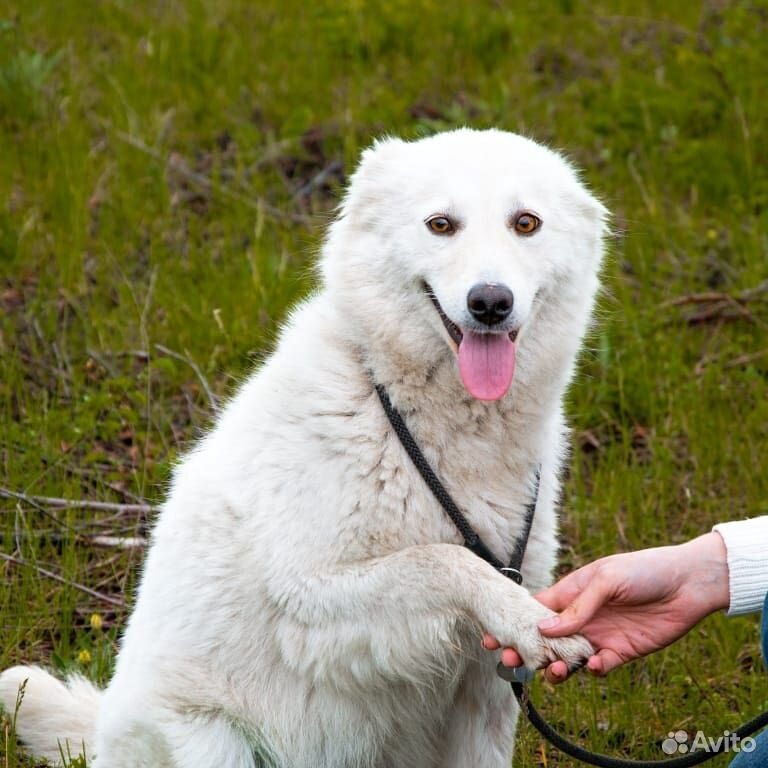 Ищем дом для красотки