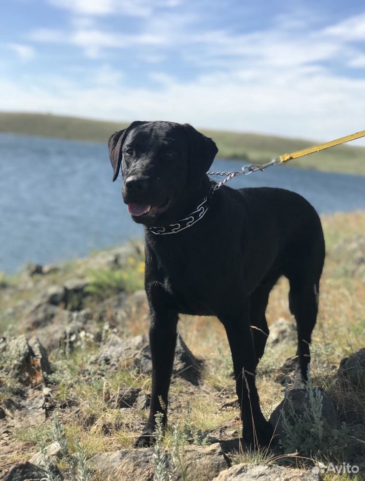 Лабрадор для вязки