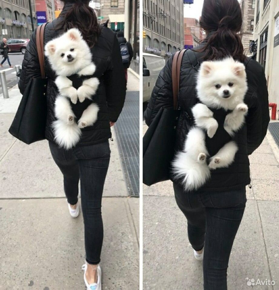 Дизайнерская собака
