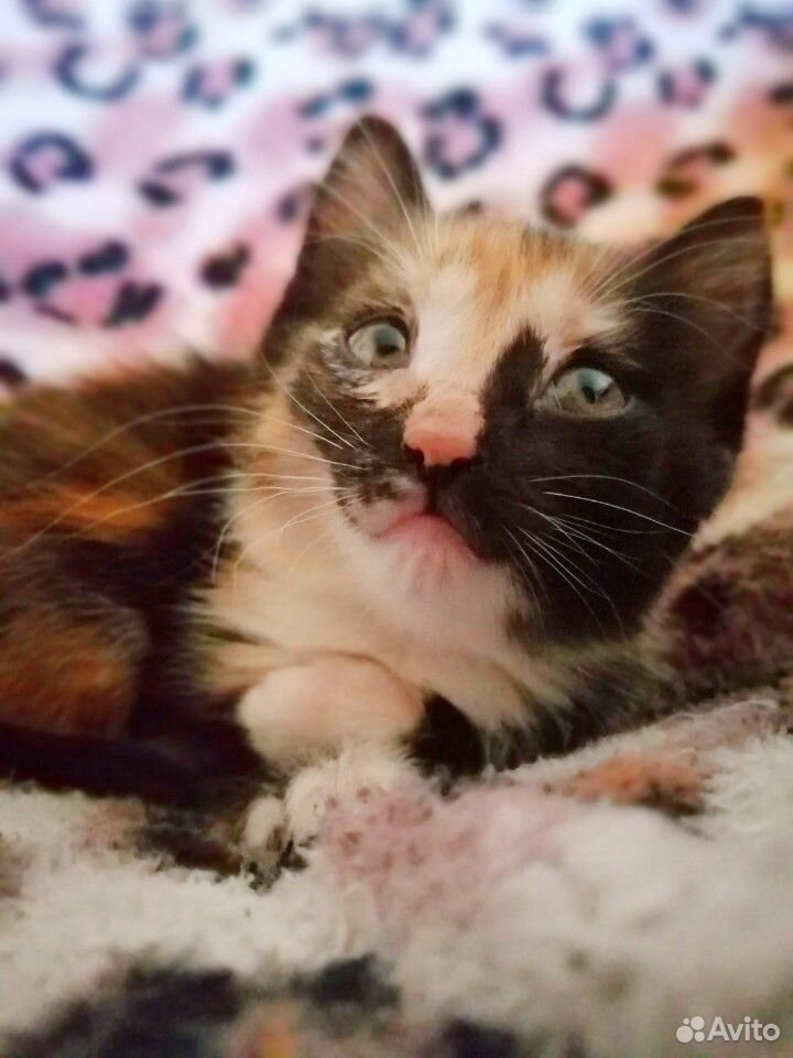 Маленькая непоседа ищет дом