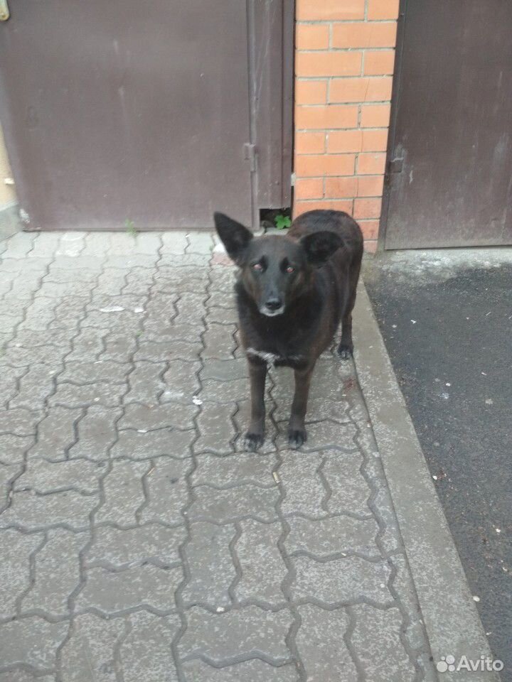 Собака на улице ищет хозяина старого нового