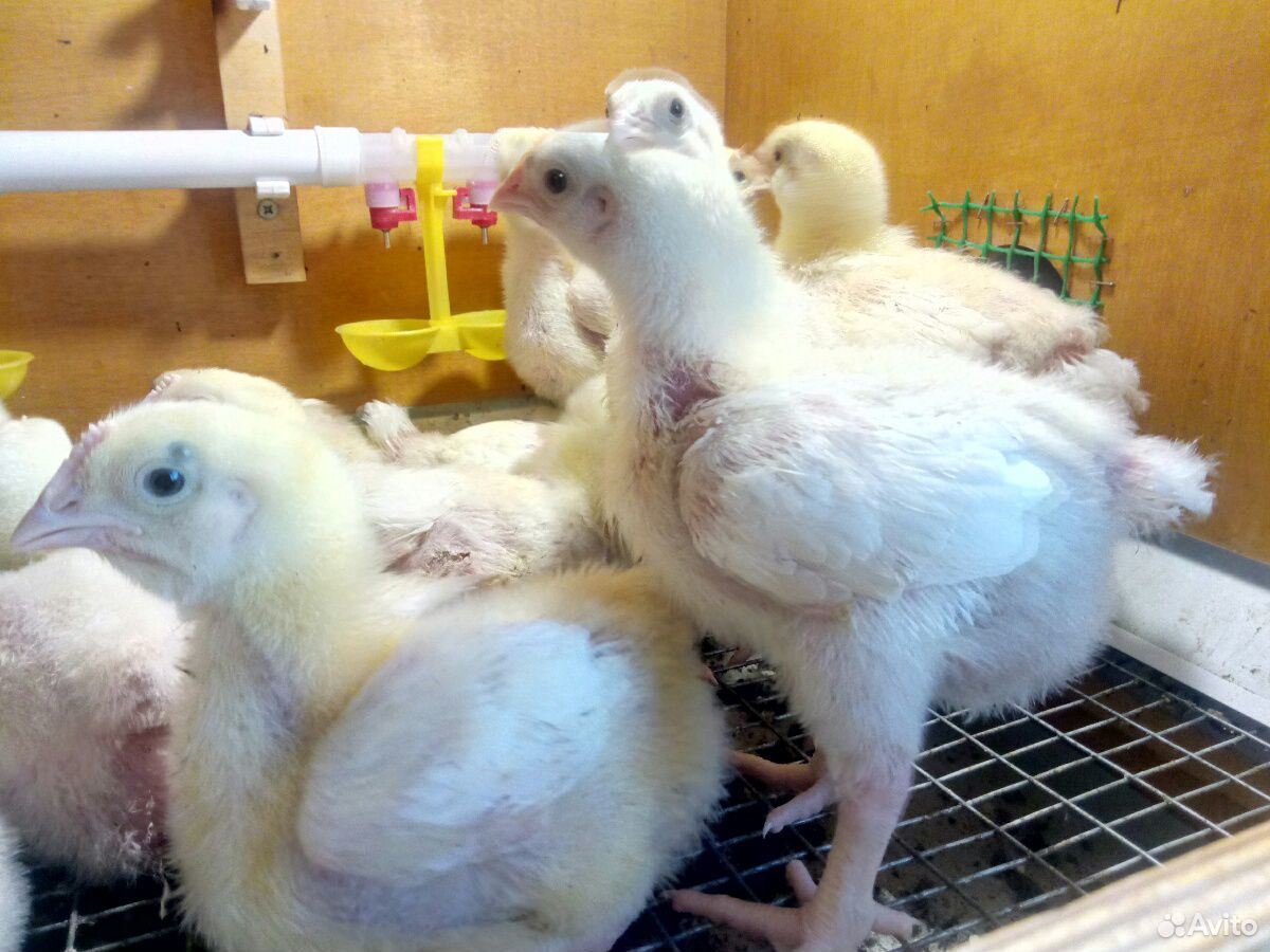Бройлерные цыплята