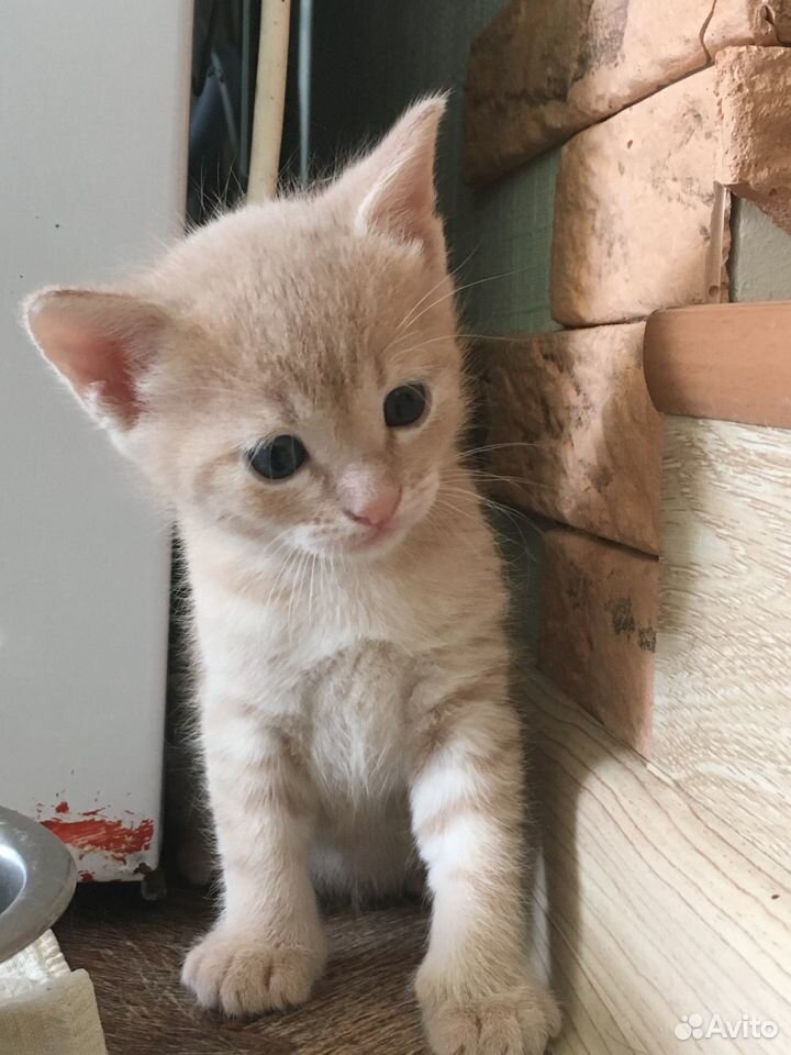 Отдам котёнка в добрые руки