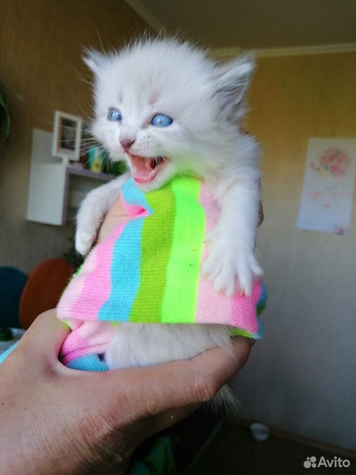 Котёнок