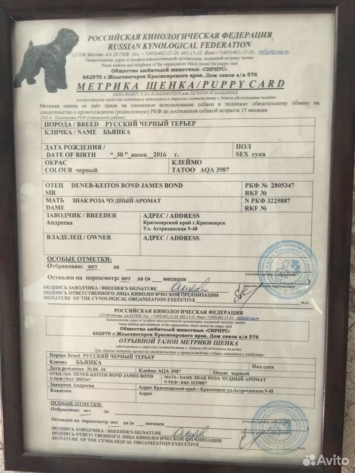 Русский черный терьер для вязки