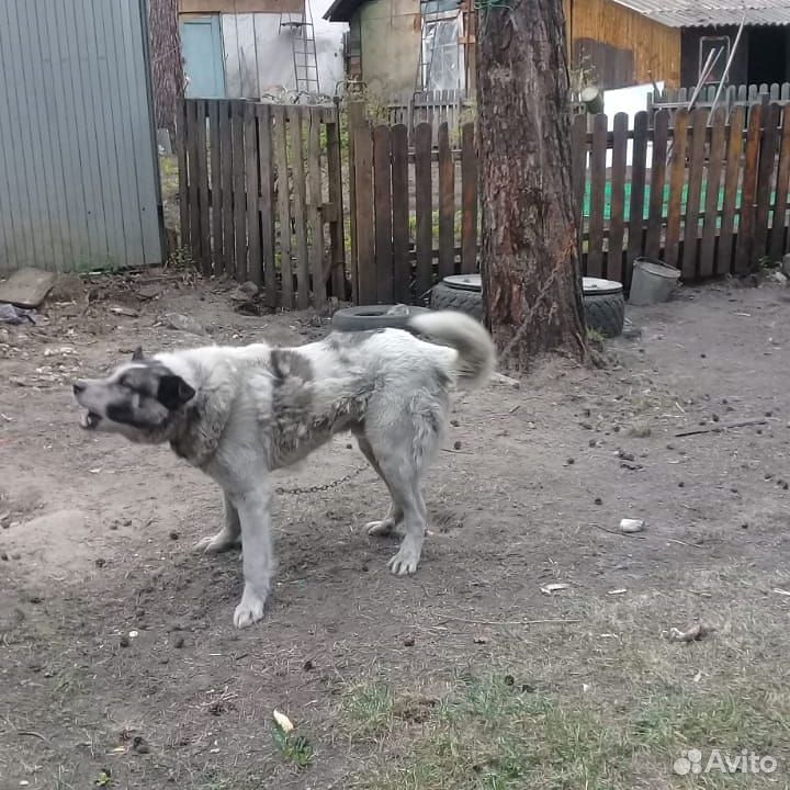 Пристраивается брошенный пес-охранник