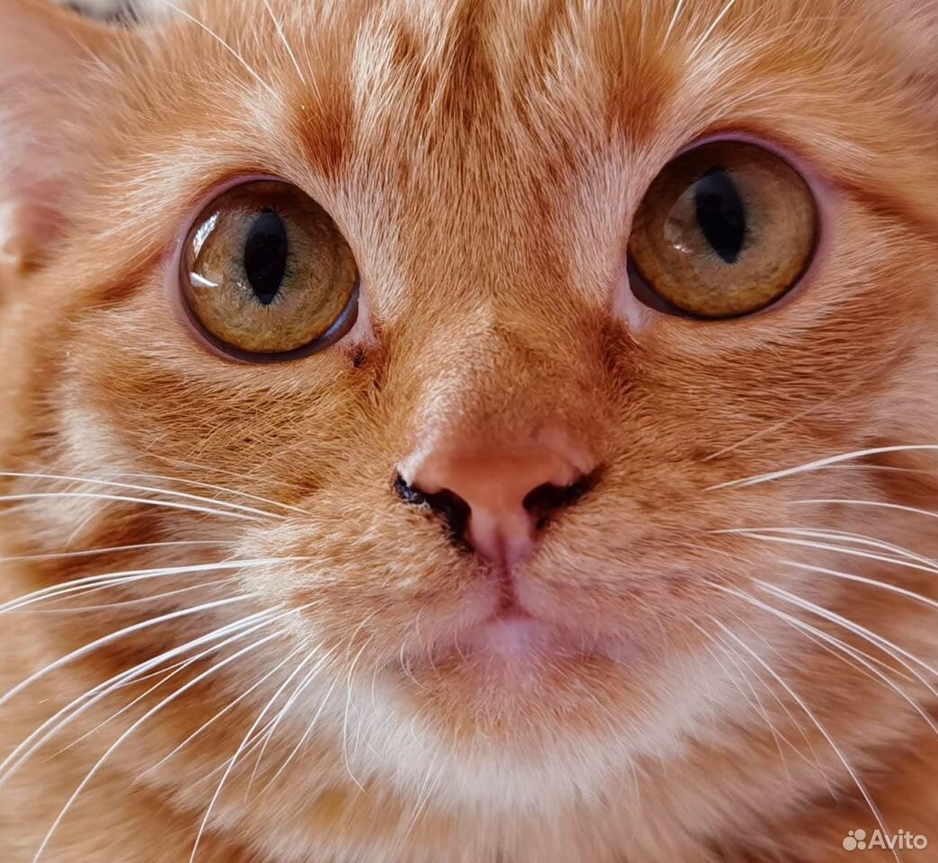 Кошка Буся ищет дом, привита и стерилизована