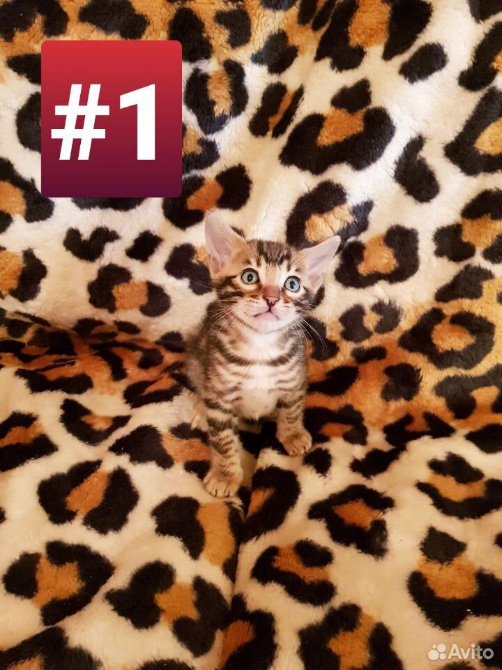 Бенгальская