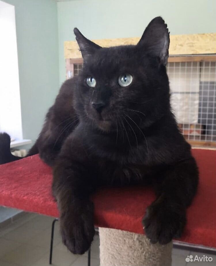 Брутальный кот Алекс (кошки, коты)