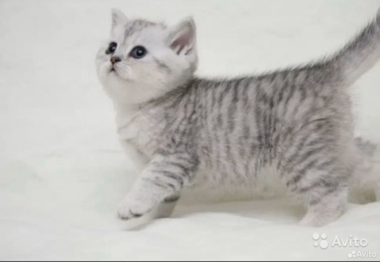 Заберу породистого котёнка