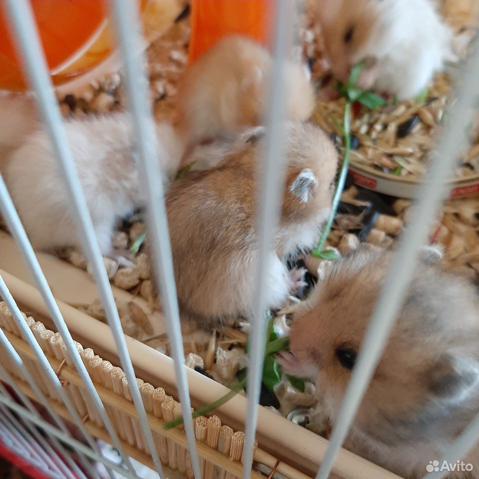 Хомяки сирийские