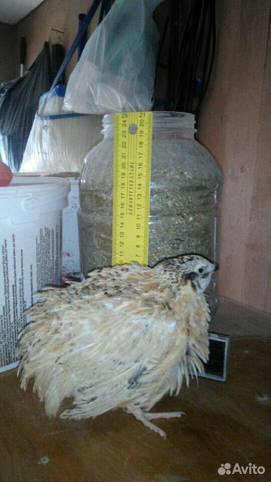 Самцы перепелов