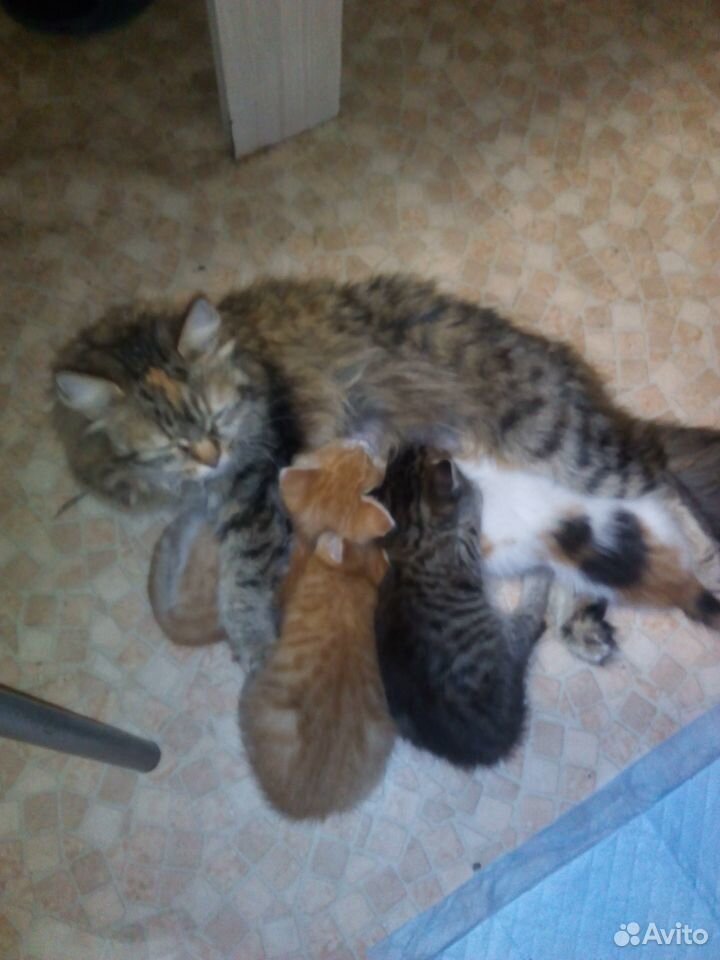 Котята от пушистой кошки