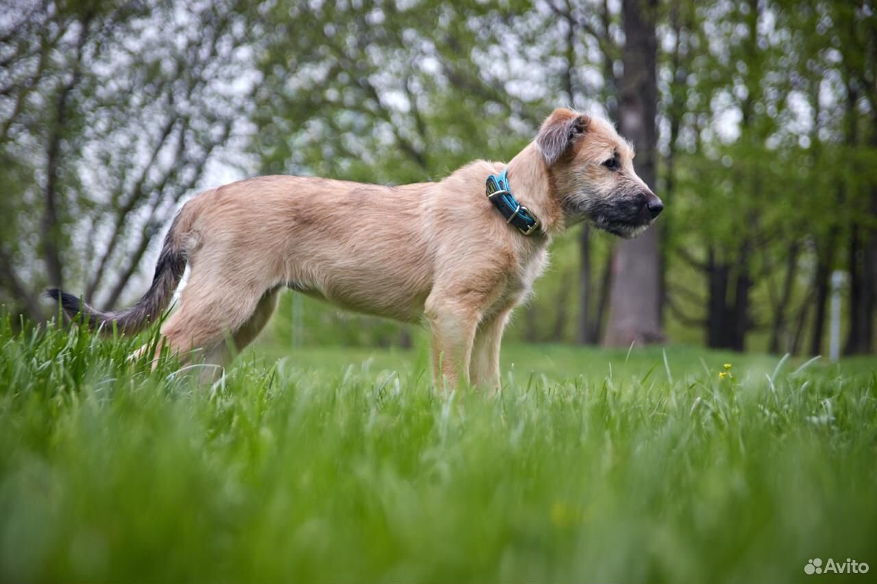 Щенок Булочка в добрые руки