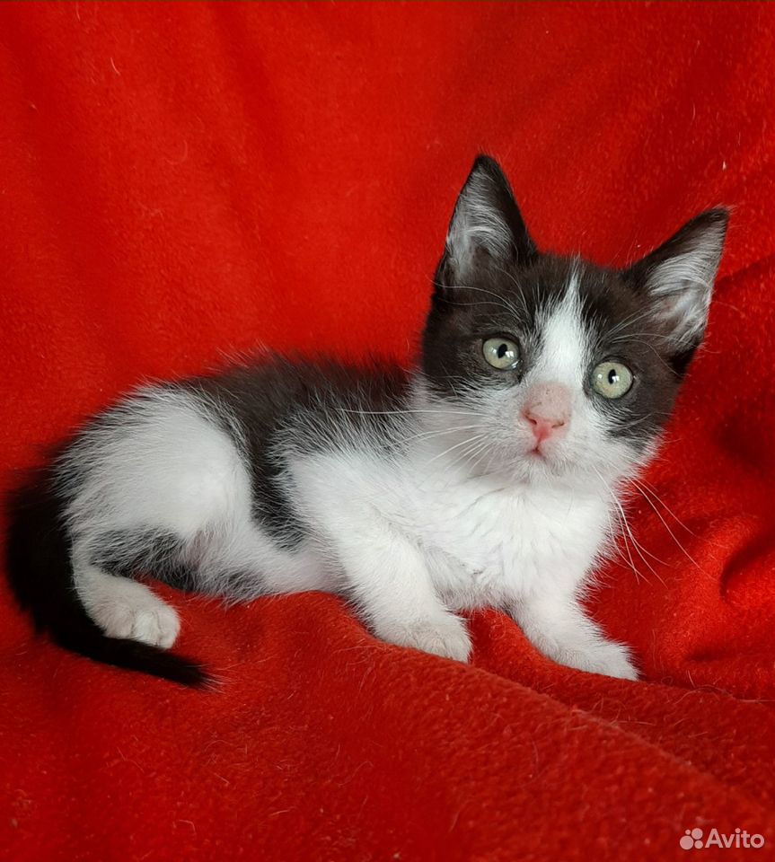 Сладкий парень 1.5 мес в дар