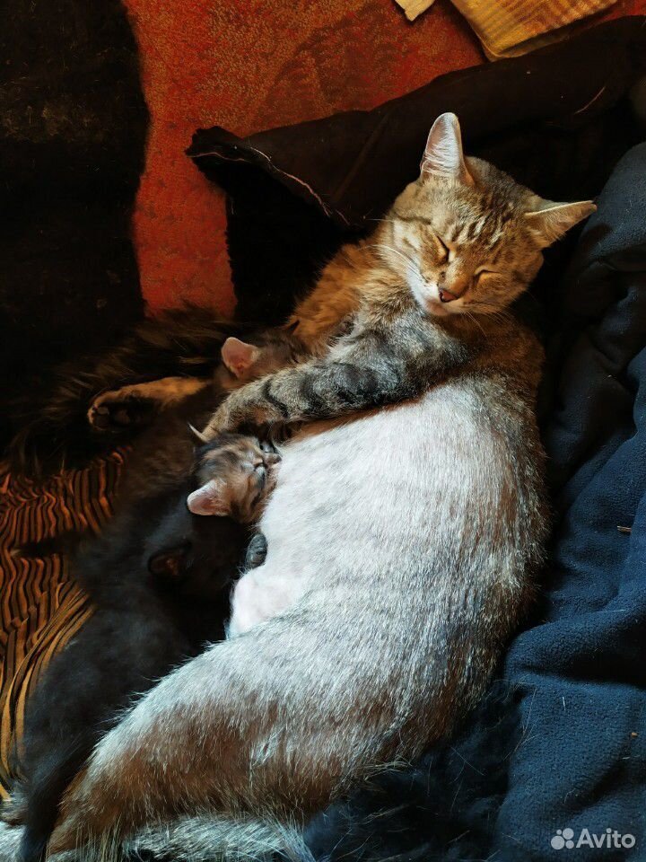 Чудесные котята в добрые руки
