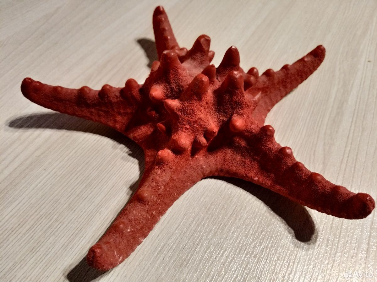 Коралл балянус морская звезда