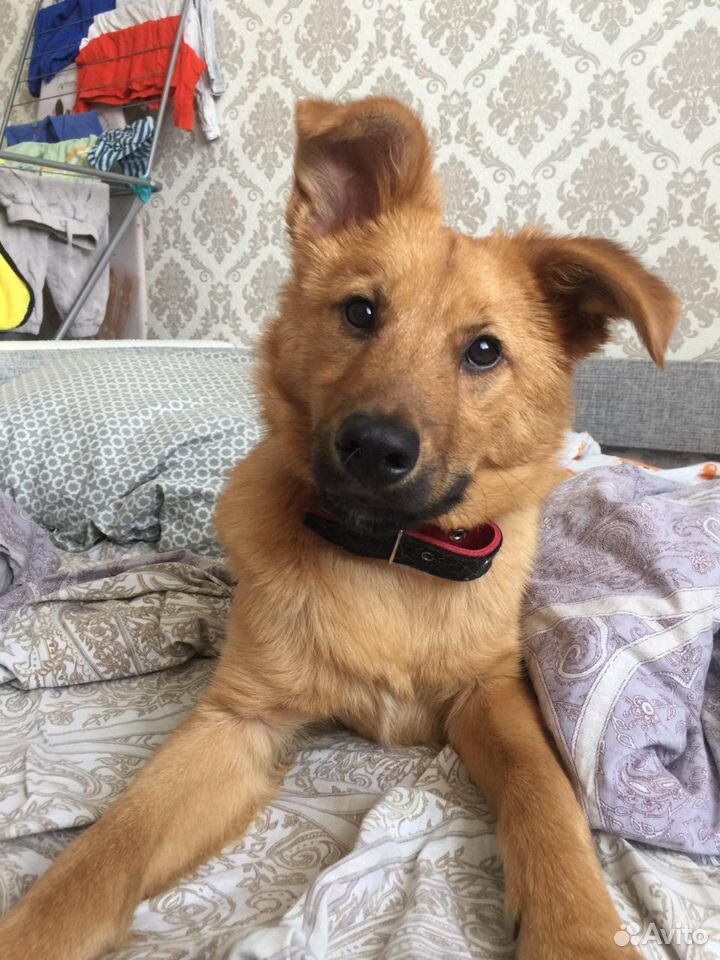 Мишка ищет дом