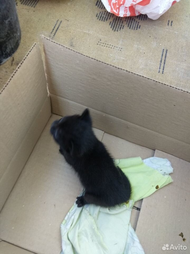 Отдам спасеныша в добрые руки, поскорее