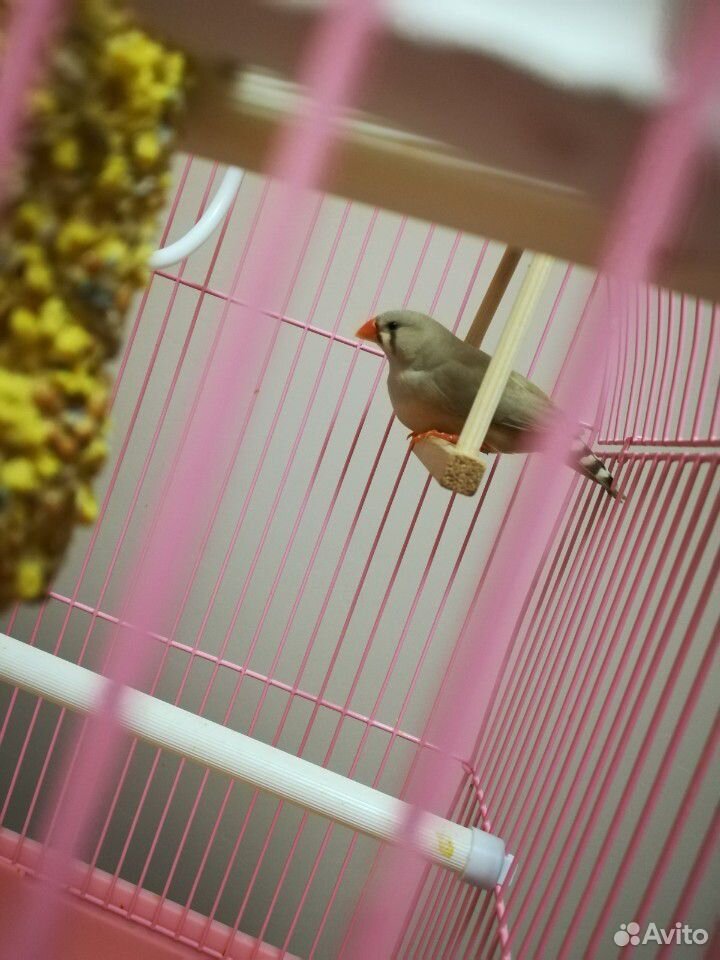 Амадин девочка