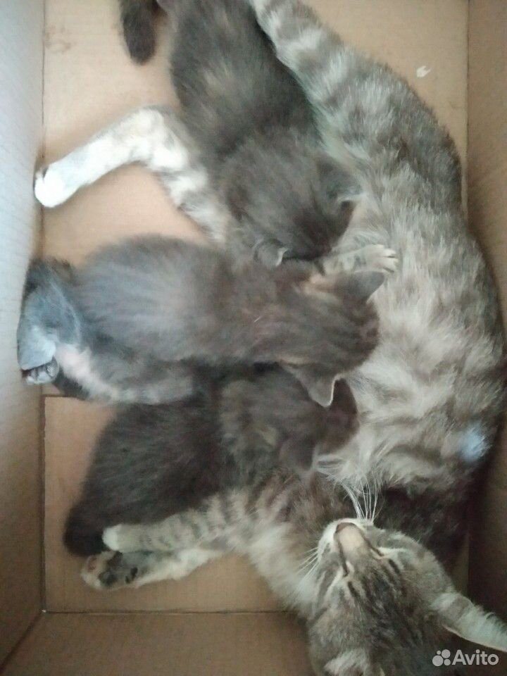 Славные котята ищут хозяев