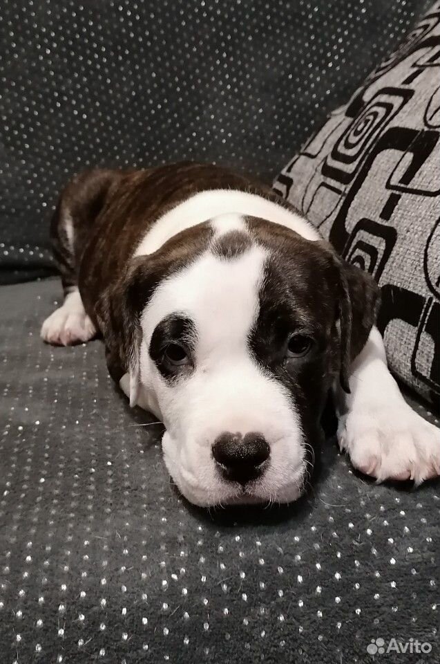 Шикарный малыш РКФ