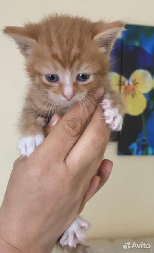 Малыш Огонек ищет дом