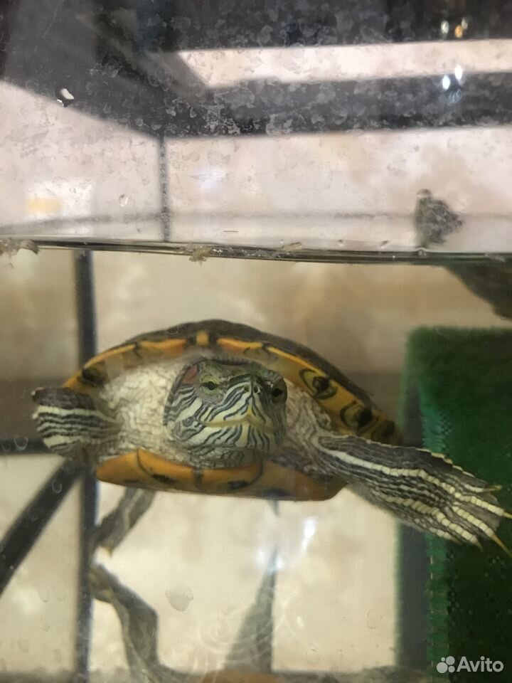 Красноухие черепахи