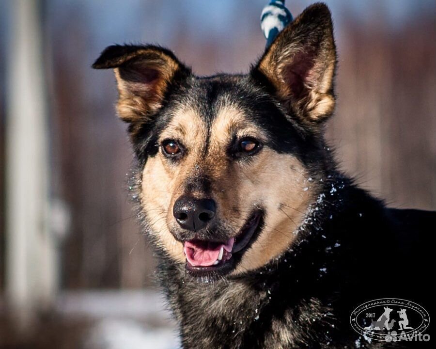 Охранница Пальма ищет частный дом