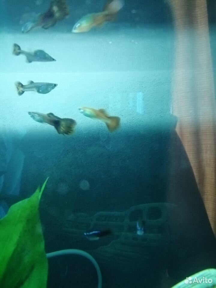 Самки гуппи