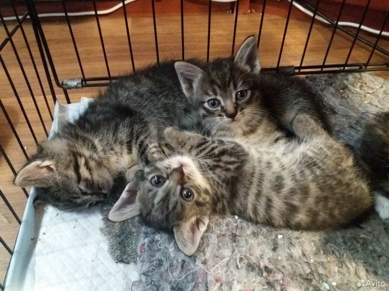 Миленькие мурчалки в добрые ручки