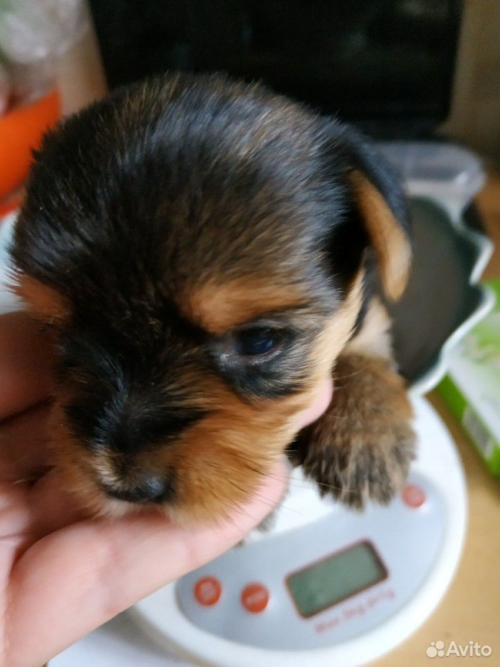 Мылыши йоркширского терьера