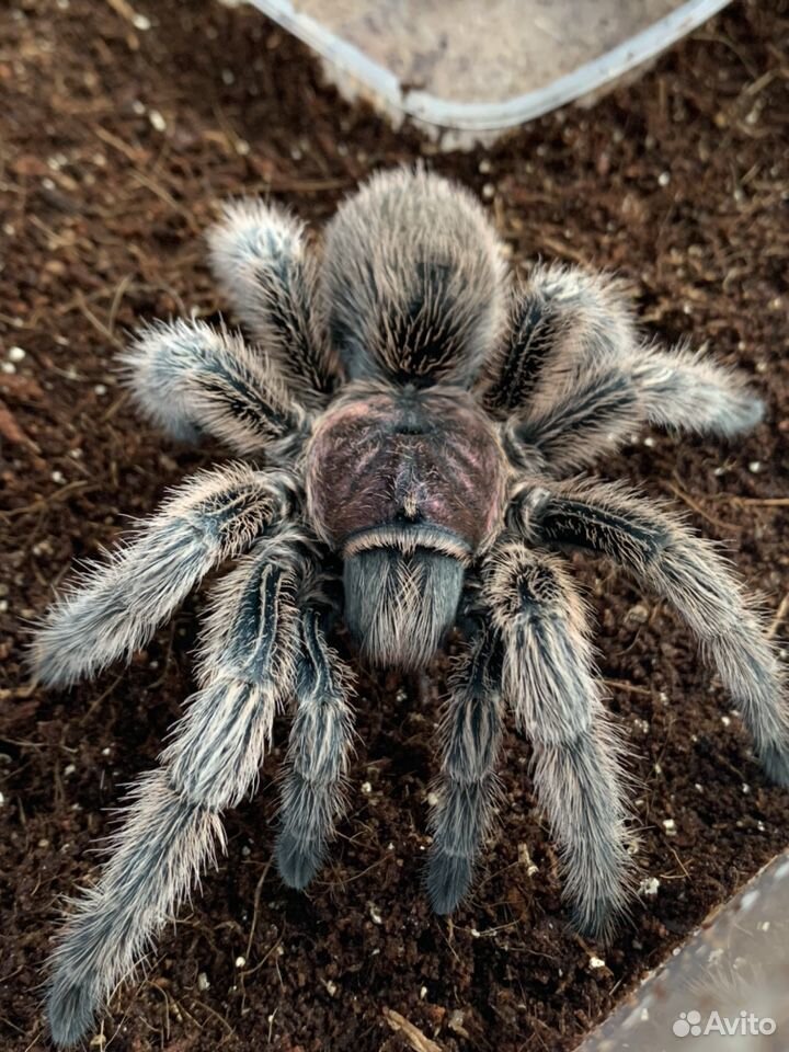 Grammostola rosea