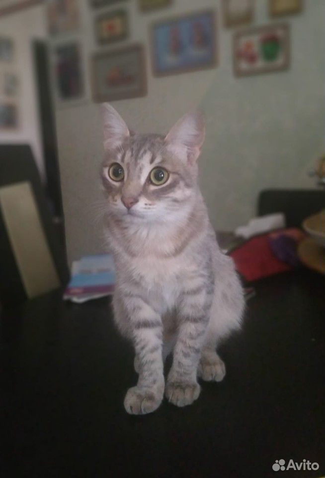 Котенок 7 месяцев в дар