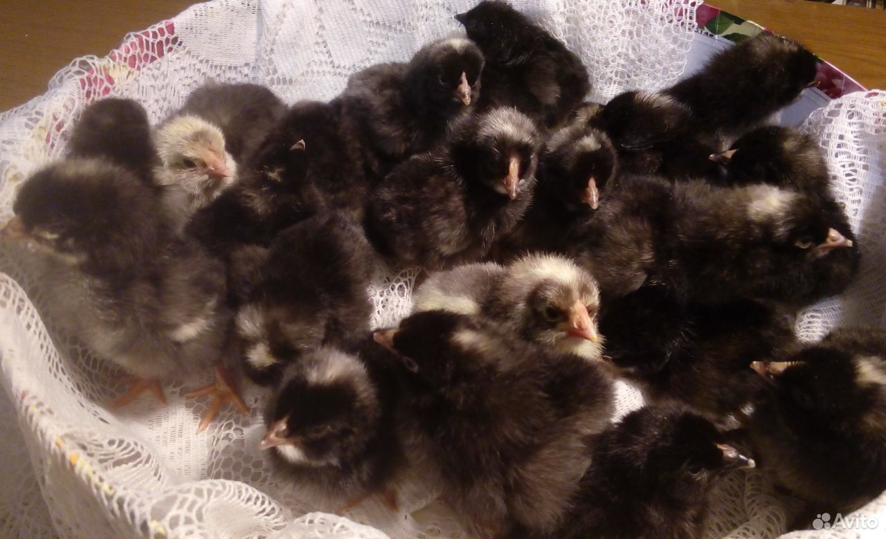 Цыплята плимутрок