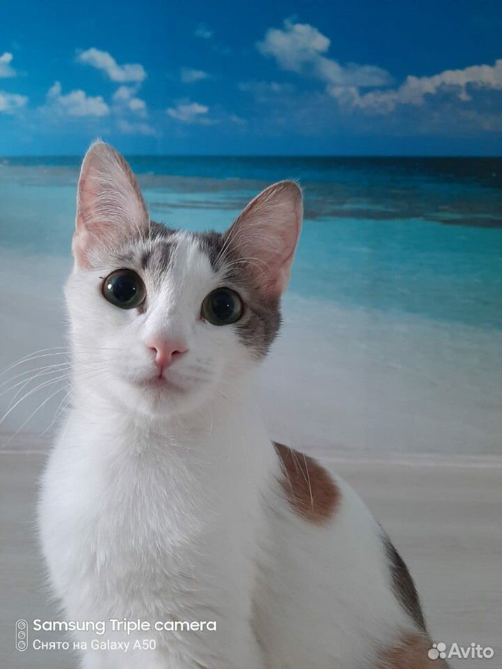 Молодая кошка