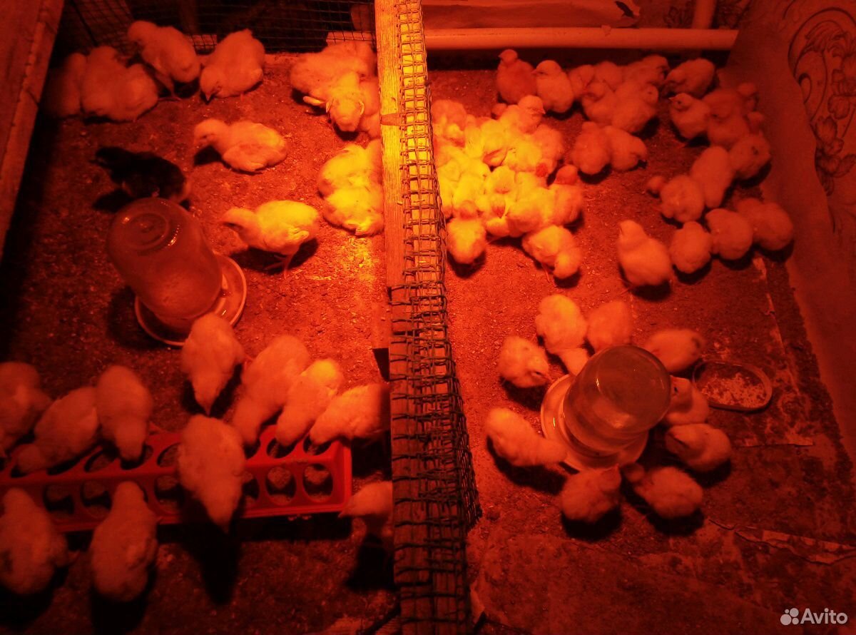 Цыплята бройлеры кобб-500